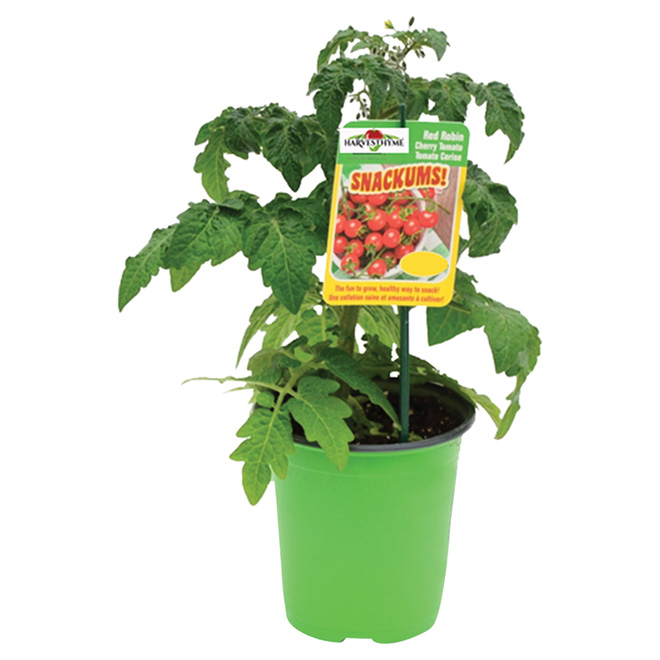 Assorted Potted Vegetable 43 Black Duck Heirloom Vegetable & Herb