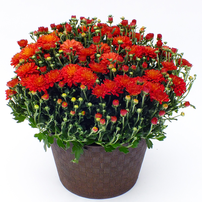 FERNLEA FLOWERS Fernflea Flowers Tricolor Mums 13-in 400120 | RONA