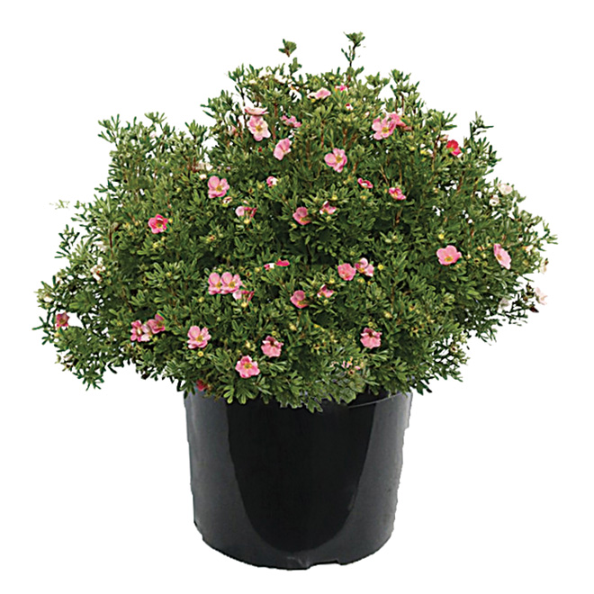 Shrub and Evergreens - Assorted - 1 Gal. Container DNSH1PROMO | RONA