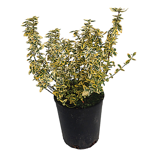 Shrub and Evergreens - Assorted - 1 Gal. Container DNSH1PROMO | RONA