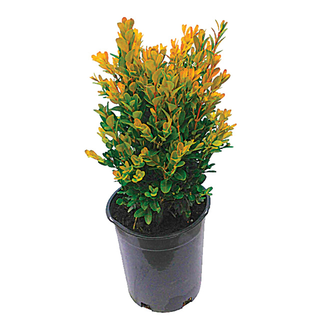 Shrub and Evergreens - Assorted - 1 Gal. Container DNSH1PROMO | RONA