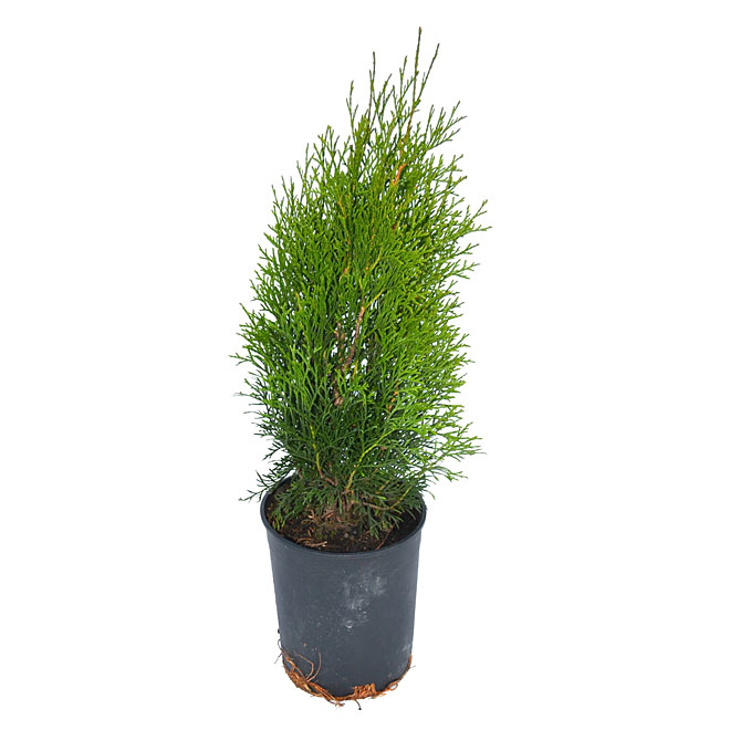 Shrub and Evergreens - Assorted - 1 Gal. Container DNSH1PROMO | RONA