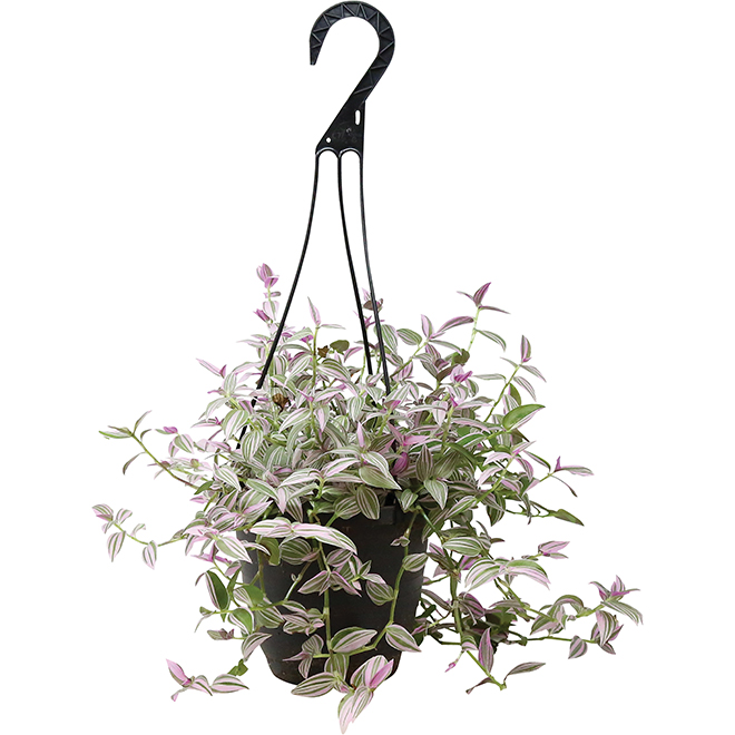 Devry Greenhouse Assorted Miniature Phalaenopsis Orchids FHB6 | RONA