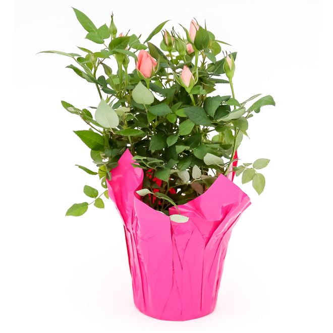 Miniature Roses In Pots