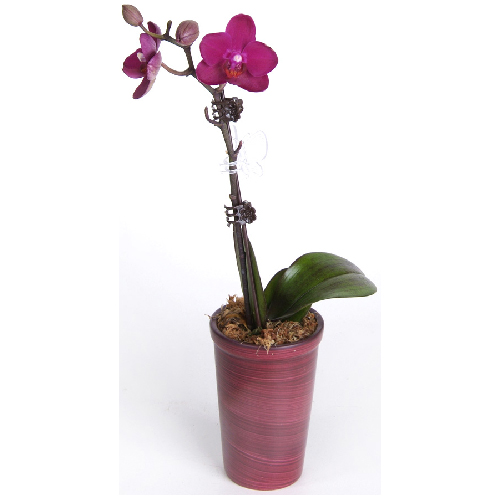 Mini Orchid OR3 | RONA