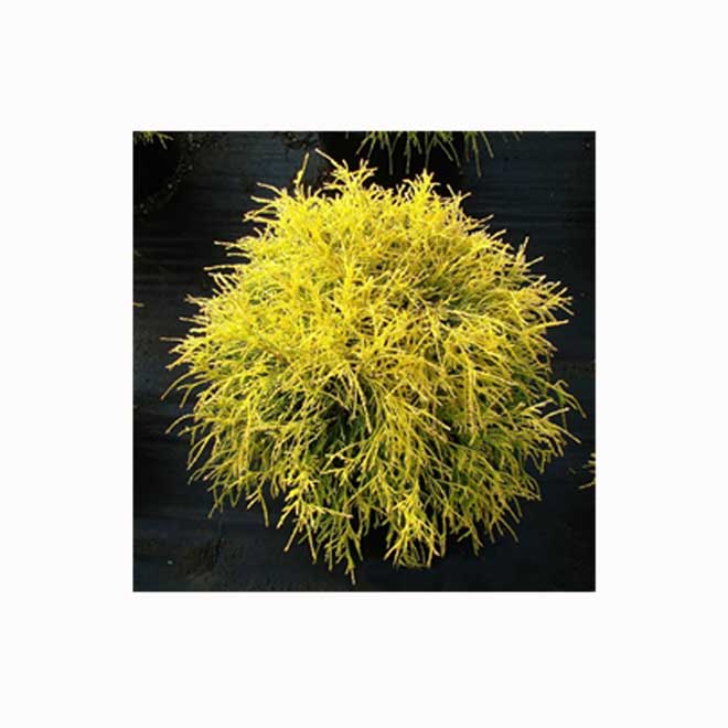 Gold Thread Cypress Bushes