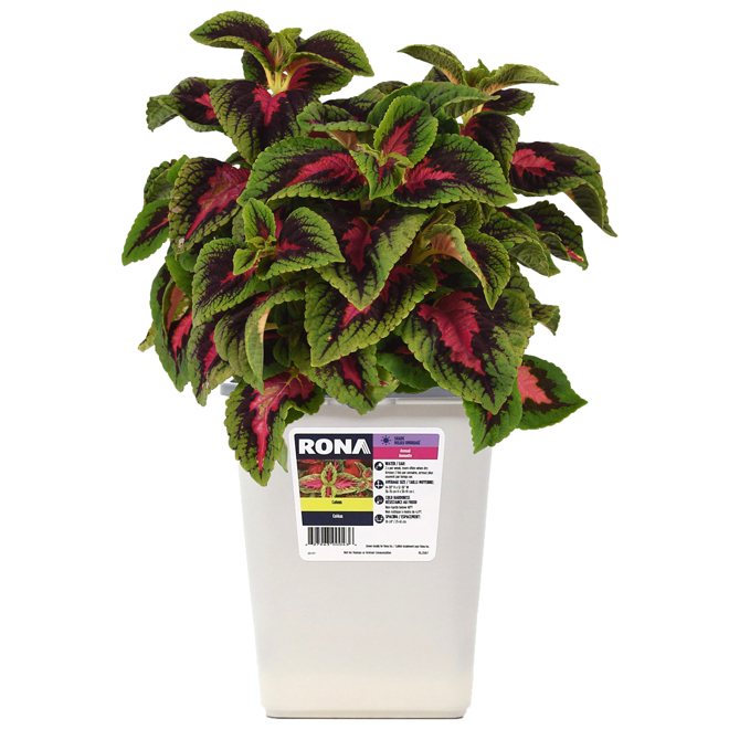 Assorted Coleus - 1-Gallon Pot GCC1G | RONA