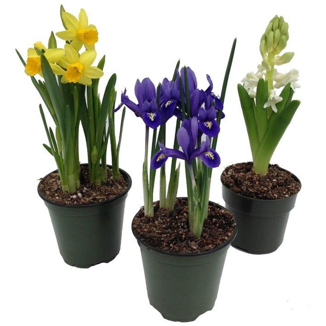 Devry Greenhouse Assorted Bulbs - 4-in MB4 | RONA