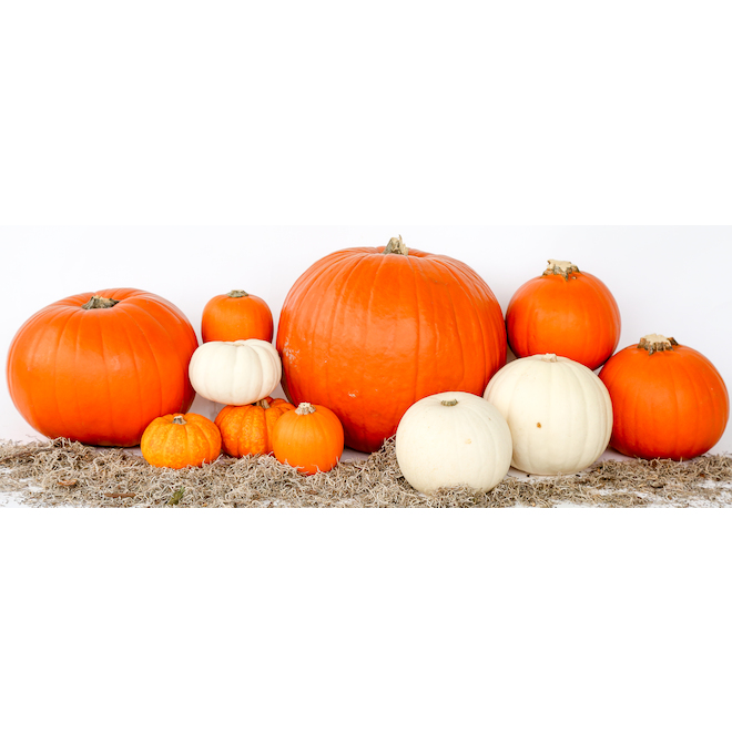 DEVRY GREENHOUSE Mini Round Pumpkins - Orange Pack of 3 LI3MPR | RONA