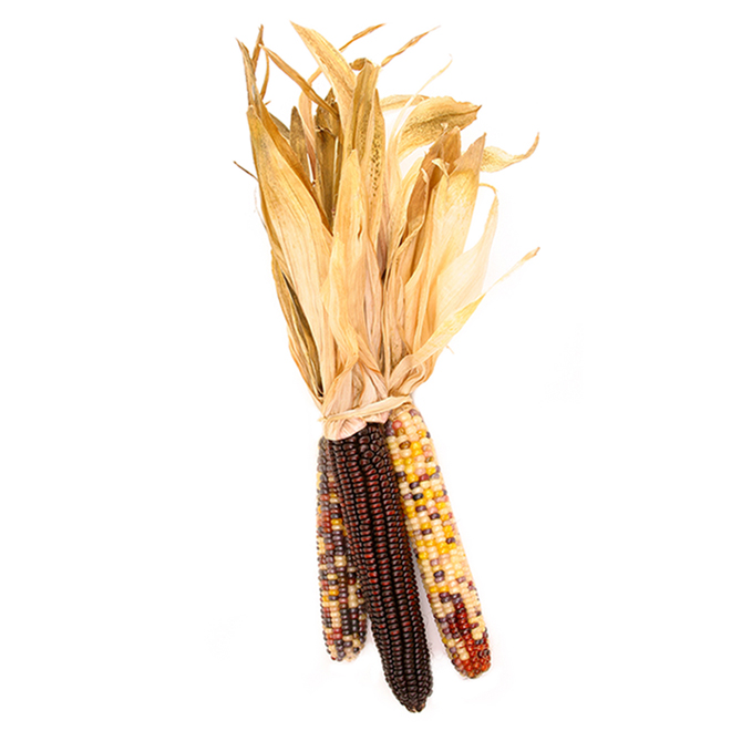 DEVRY GREENHOUSE Centrepiece Ornemental Corn - Pack of 3 LI3COR | RONA