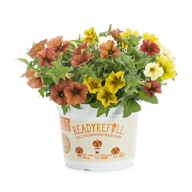 Fall Planter Refill LP10RRFF | RONA