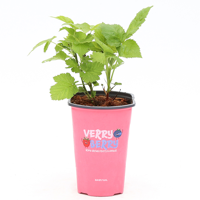 VERRY BERRY Plant de mûres Very Berry Devry Greenhouse, 1 gal VB1BLK | RONA