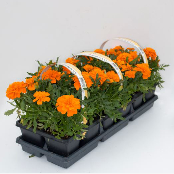 Tagètes orange Devry Greenhouse, pot de 4 po LA4MAR | RONA