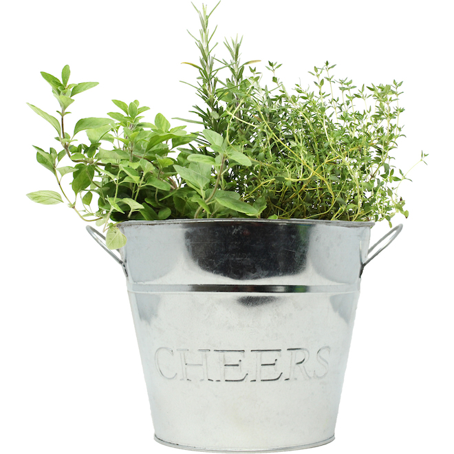 Devry Greenhouse Assorted Mixed Herbs, in 8-in Tin Bucket LH8FDY | RONA