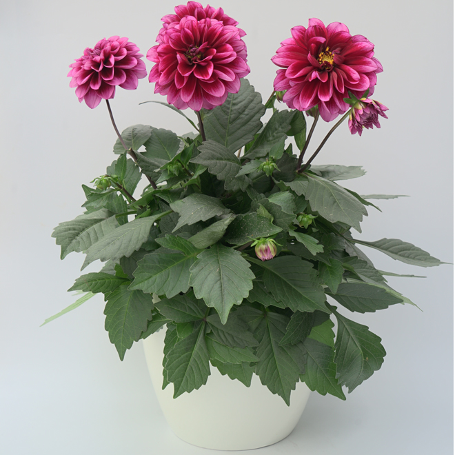 RONA Tall Dahlia in 12-in White Pot - Assorted Multicoloured Flowers ...