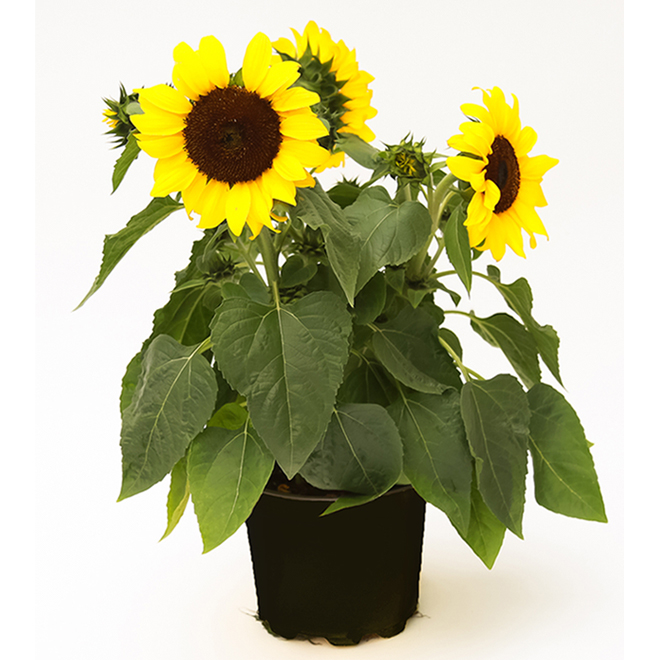 Sunflower 6-in Fall Planter LA6SUN | RONA