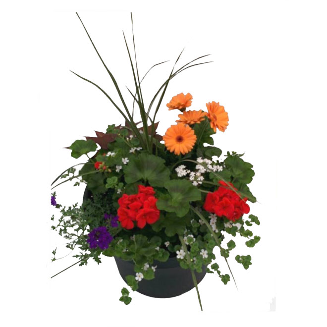 SERRES MIRABEL Assorted Annual Flowers Arrangement -14-in Planter ...