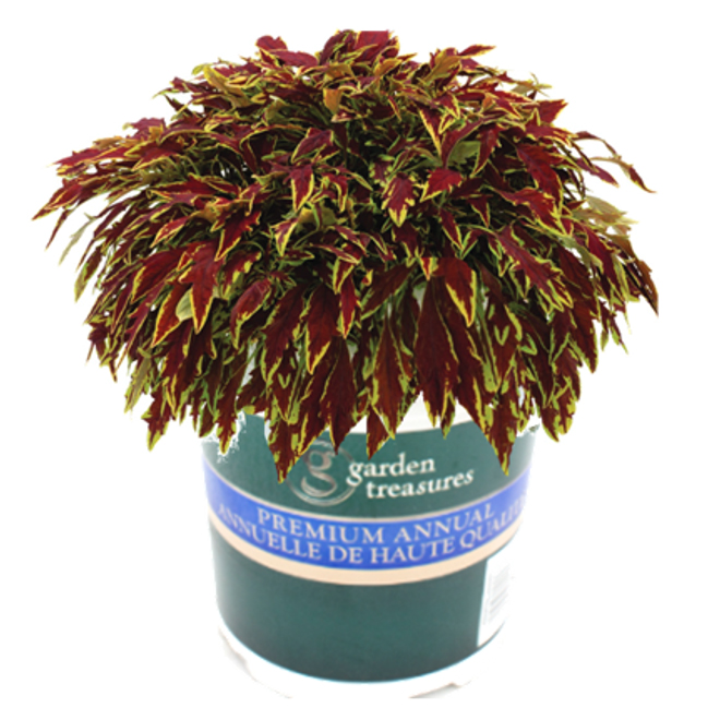 Assorted Premium Coleus - 1-gal Pot 776119 | RONA