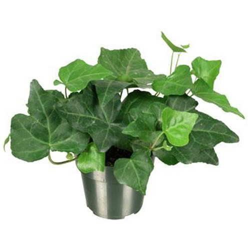 WESTBROOK FLORALE Lierre, pot de culture de 4'' 01510 | RONA