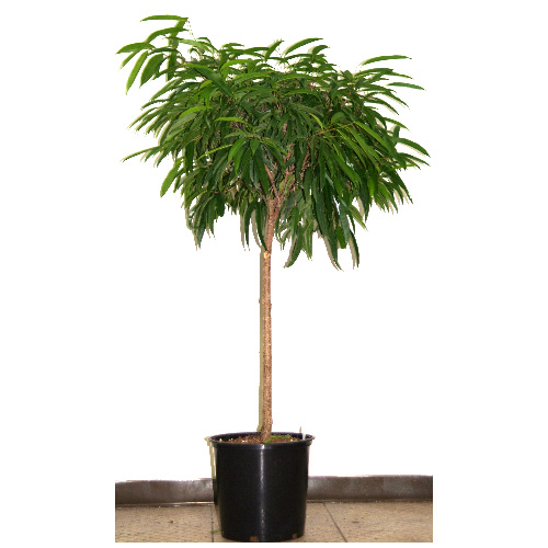 COSTA NURSERY Standard Ali - Indoor Plant - 14'' FS14-LOOSE | RONA