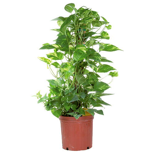COSTA NURSERY Pothos Totem POT1-LOOSE | RONA