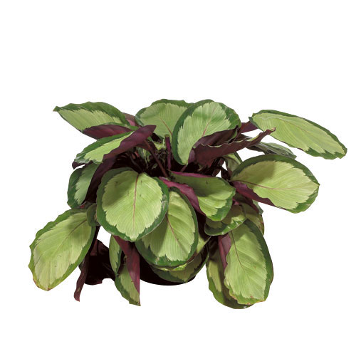 COSTA NURSERY Plants - Calathea - Assorted OAC07 | RONA