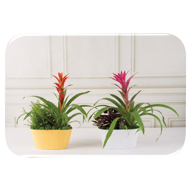 Bromeliad with Foliage in Ceramic Pot - 8" - Assorted BRO6TPL | RONA