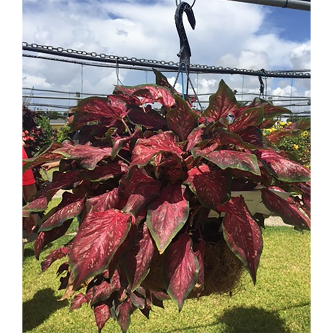 Caladium - 10-in Hanging Basket 1.5GLCAL | RONA