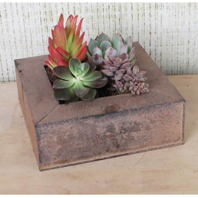Succulents - 10 In Square Pot - Assorted Colours SG4PKSQ | RONA