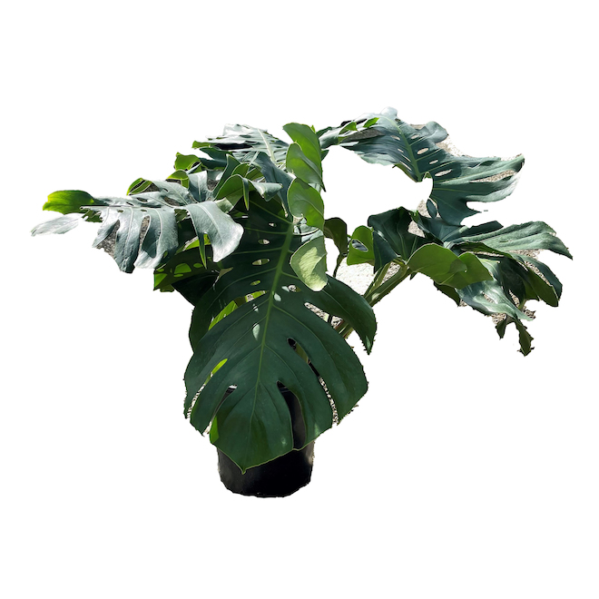 COSTA NURSERY 12in Monstera Plant 4.02GPMONDELTRE | RONA