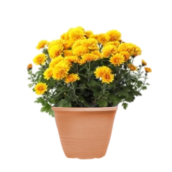 8-in H Multicolour Easter Mum 70819 | RONA