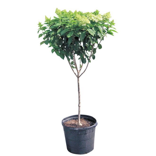 Grafted Tree SDSTAAS05 | RONA