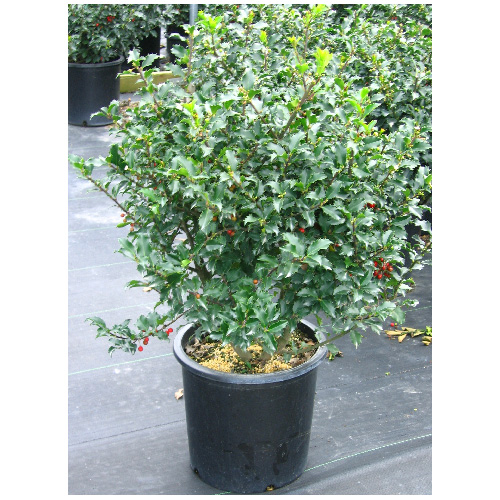 Assorted Ilex BEILEAS03 | RONA
