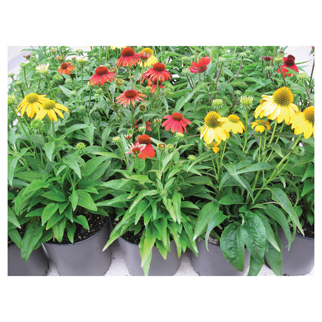 Perennial PEPER0002 | RONA