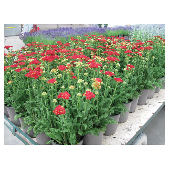 Perennial PEPER0002 | RONA