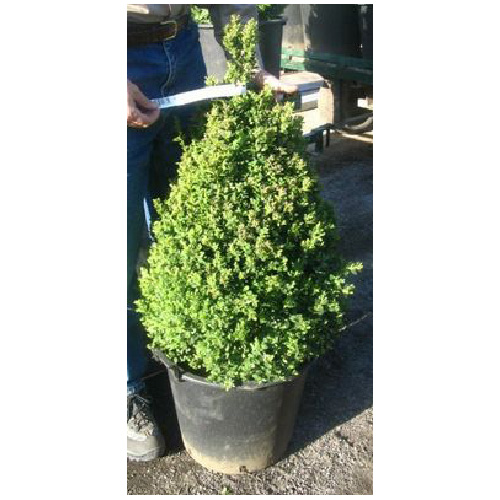 Boxwood Pyramid - 7-Gal Container BEBGMPR07 | RONA