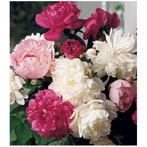 Assorted Peonies - 1 Gallon PEPEO0001 | RONA
