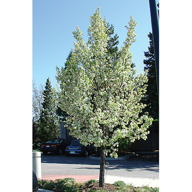Assorted Trees TRAST0007 | RONA