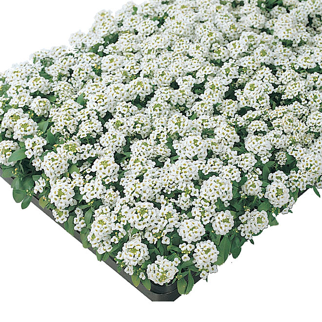 Serres Floraplus - Annuals - Cell-Pack - #606 - Assorted 003 | RONA