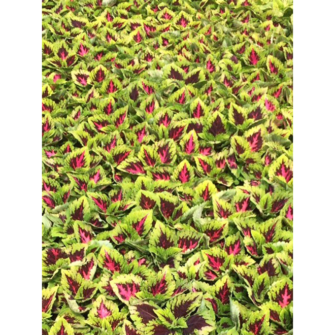 Assorted Coleus - 5-in Pot PC | RONA