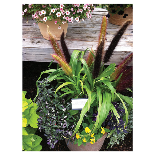 Serres Floraplus - Patio Pot - Chic Mirage - 13'' - Assorted APC | RONA