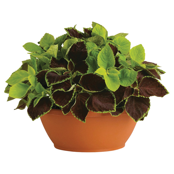 Assorted Coleus - 11-in Bowl 4091 | RONA