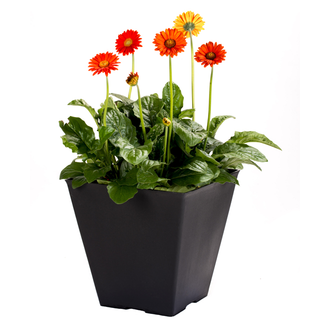 SERRES FLORAPLUS Patio Planter - Assorted Gerbera - 12-in 6002 | RONA