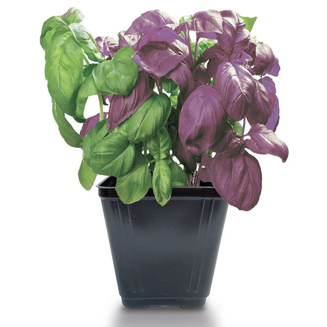 Basil 2 Colours - Green and Purple 9989 | RONA