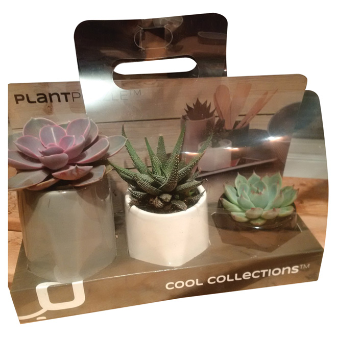 FOLIERA Trio Puzzles - 3 succulent plants UG6142 | RONA