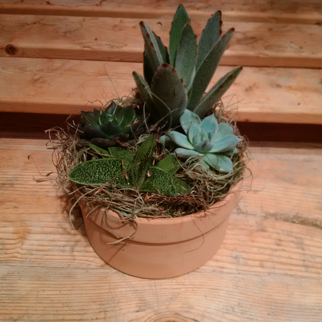 FOLIERA Assorted Succulent UG6148 | RONA