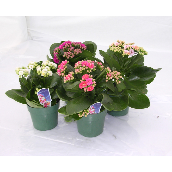 Potted Calandiva - 6" - Assorted Colours F1489 | RONA