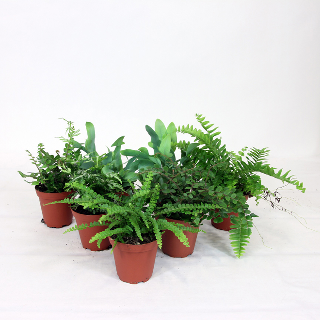 Ferns - 5" - Assorted G3575 | RONA