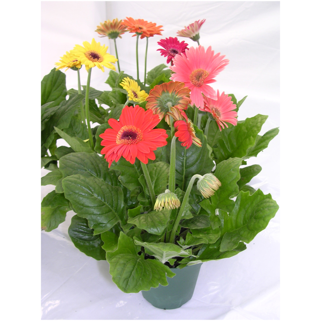 Flowery Gerbera - 4 1/2-In - Assorted F2017 | RONA