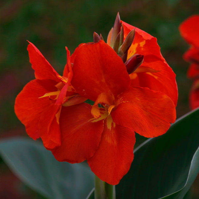 Scarlet Canna - 2-Gallon Container - Red 089-000 | RONA